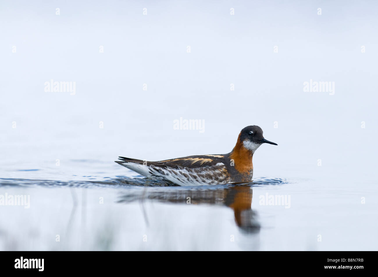 Red necked Phalarope Phalaropus lobatus female on Loch Funzie Fetlar ...