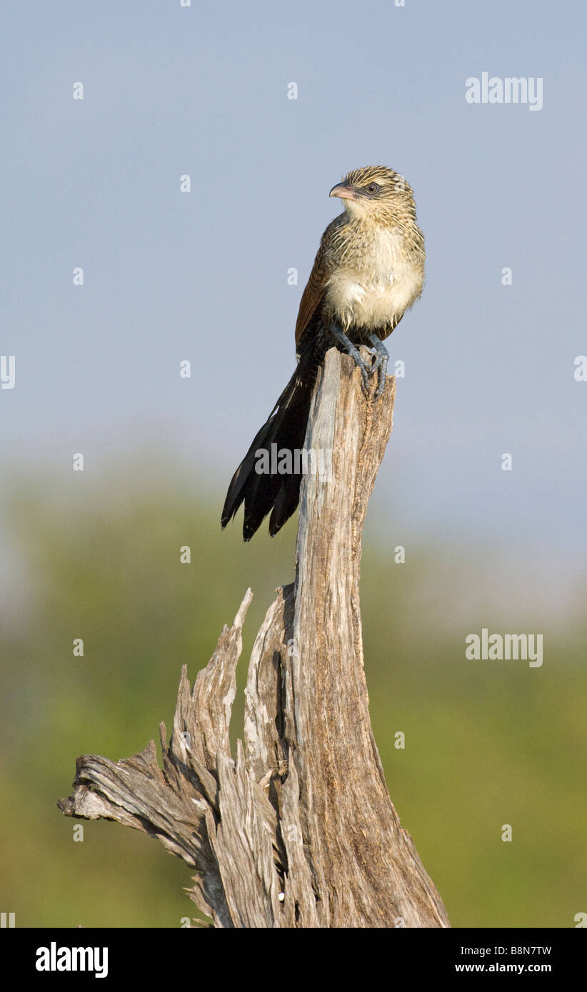 White browed coucal coucal kenya centropus supercilosus hi-res stock ...