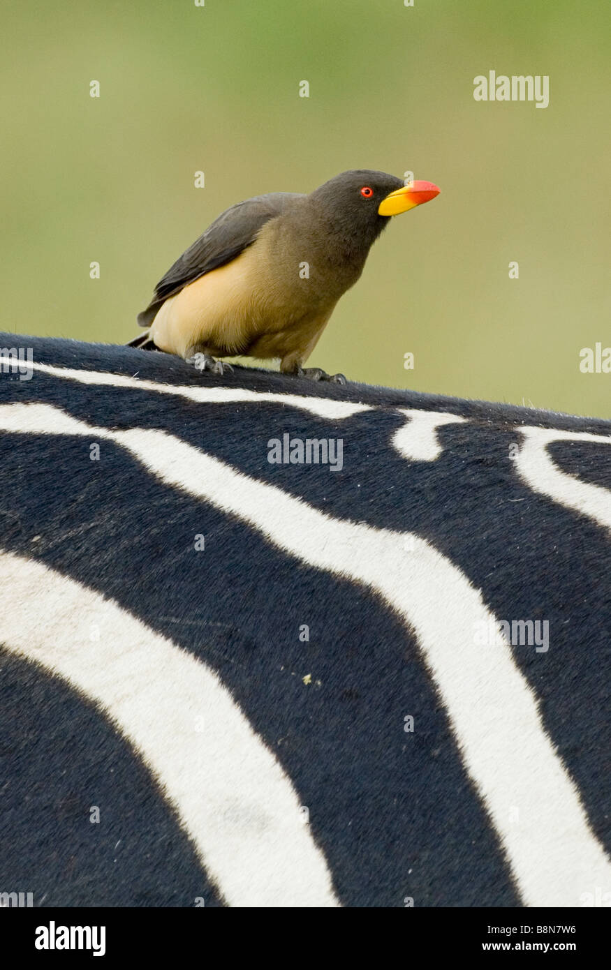 Africa kenya east africa oxpecker ox pecker yellow billed oxpecker hi ...
