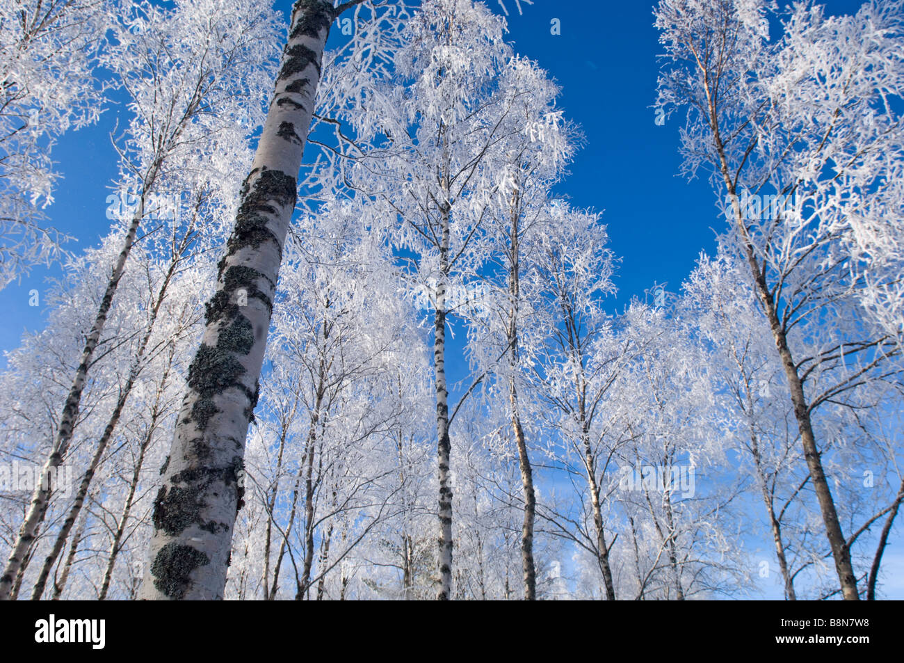 Silver birch forest hi-res stock photography and images - Alamy
