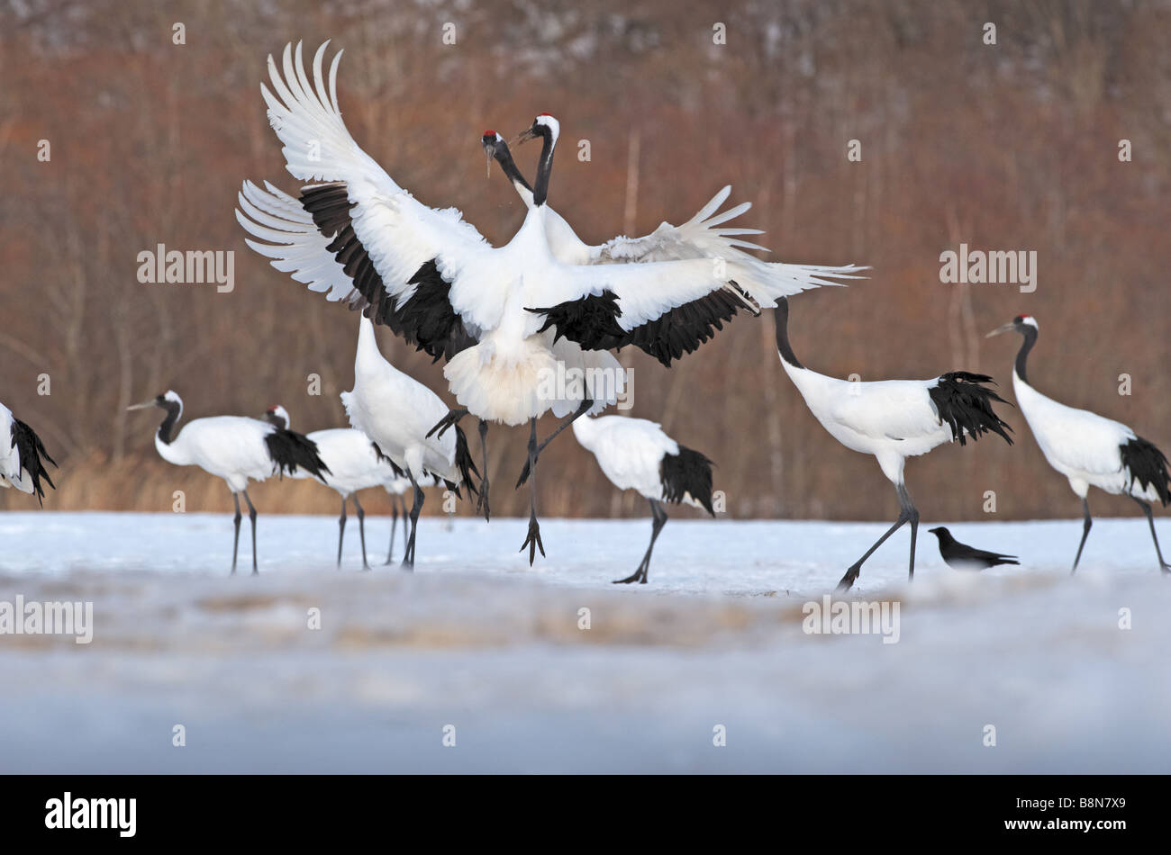 Fighting cranes hi-res stock photography and images - Alamy
