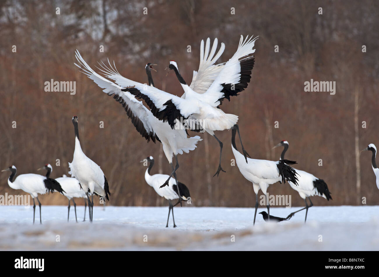 Japanese Red crowned Cranes Grus japonensis fighting at Akan Hokkaido ...