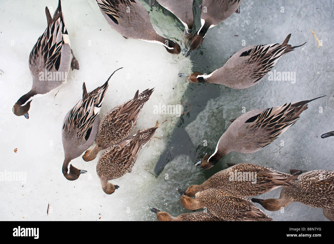 Fisheye duck anas acuta pintail hi-res stock photography and images - Alamy