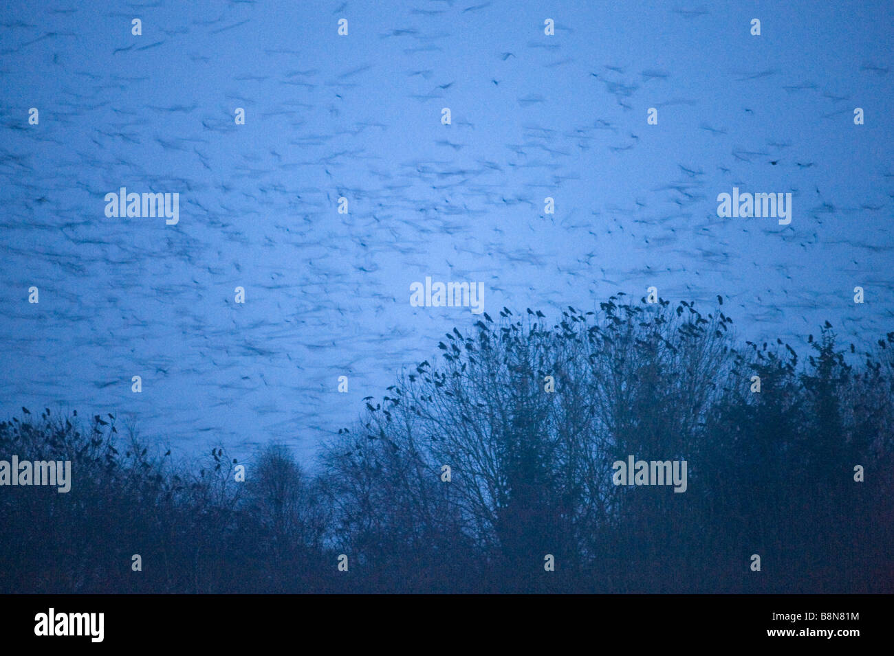 Rook corvus frugilegus roost roosting norfolk buckenham hi-res stock ...