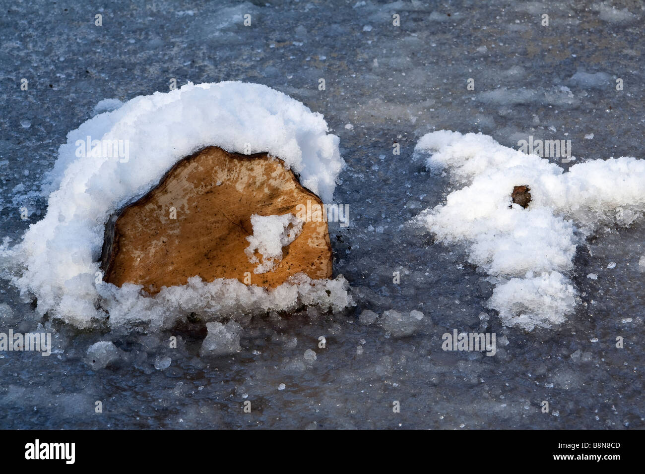 A log in a frozen lake Stock Photo - Alamy