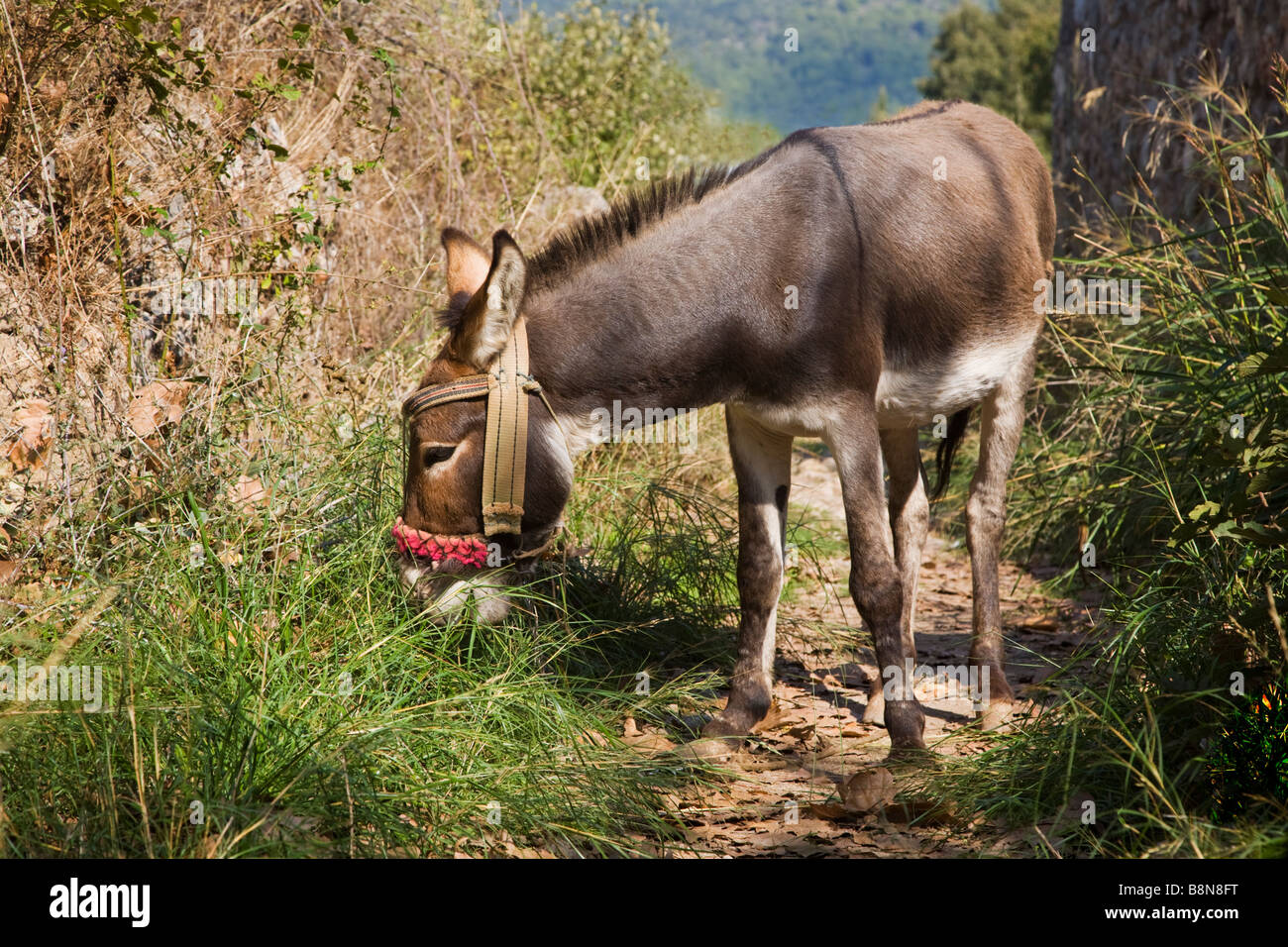 A donkey grazing at Kayakoy, Turkey Stock Photo - Alamy