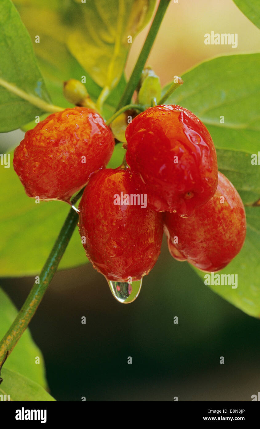 European Cornel with fruits / Cornus mas Stock Photo - Alamy