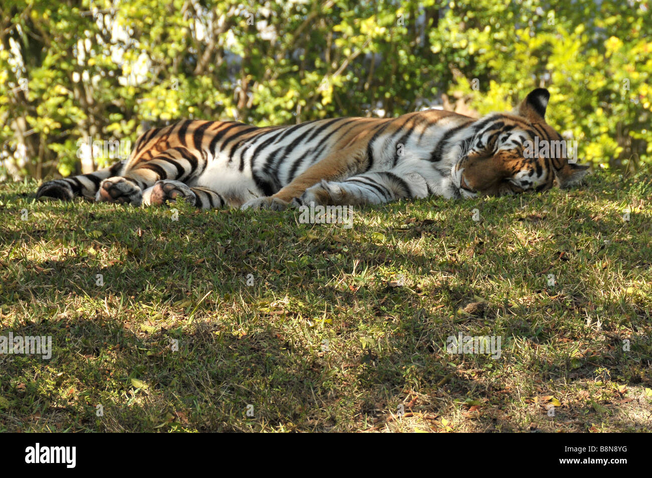 Amour or Siberian tiger sleeping in shade Stock Photo - Alamy