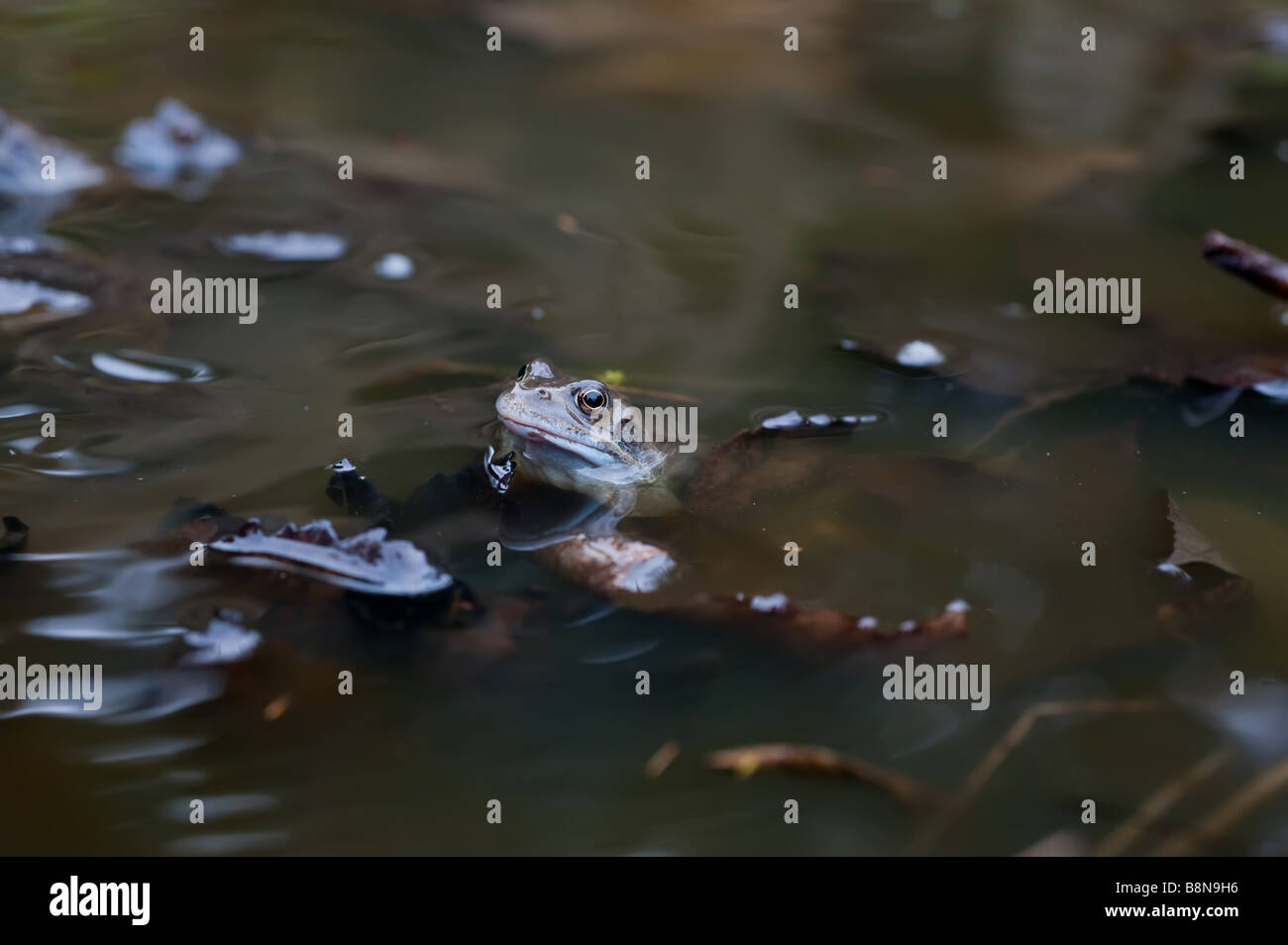 frog looking out Stock Photo - Alamy