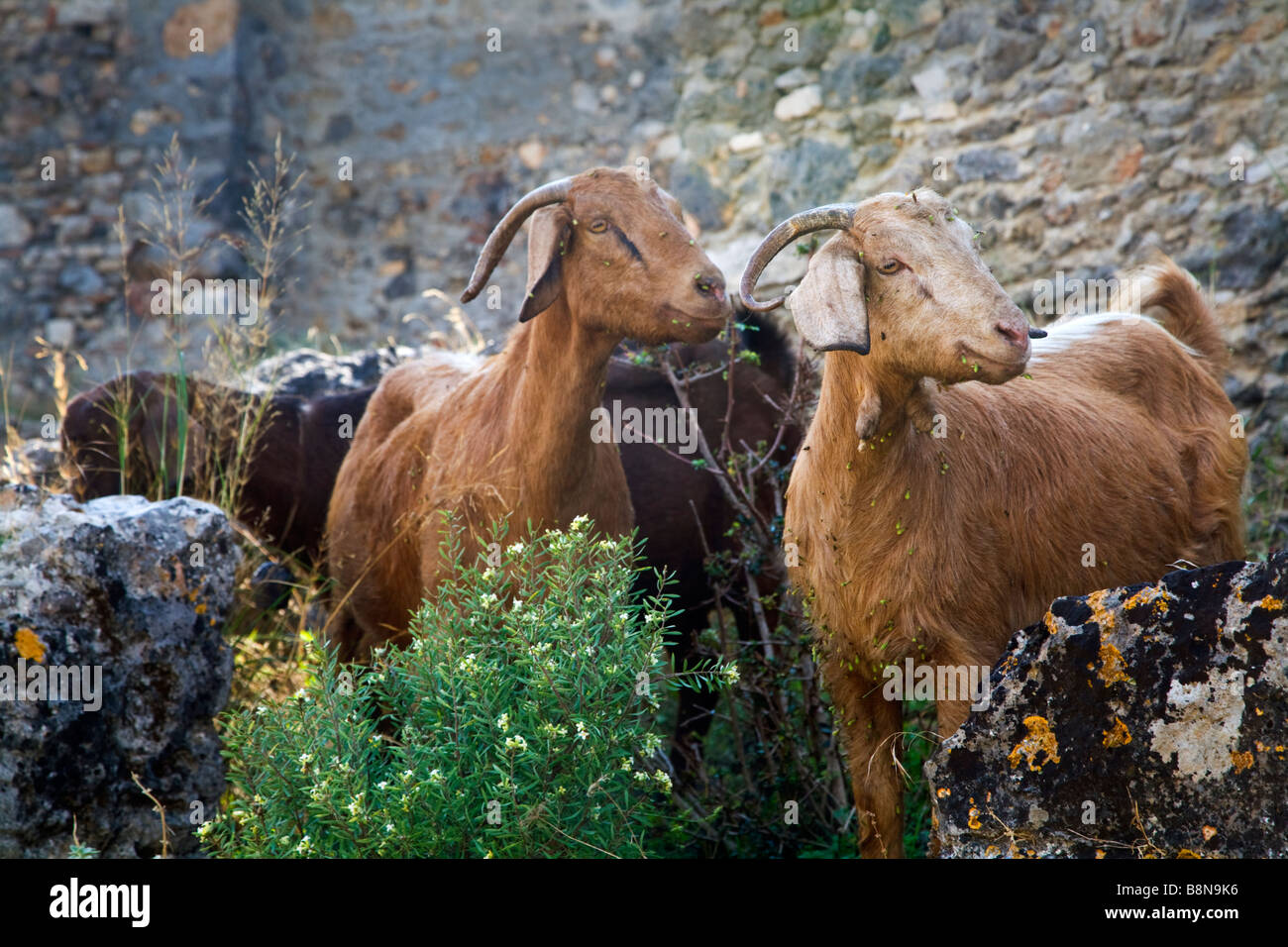 Two goats hi-res stock photography and images - Alamy