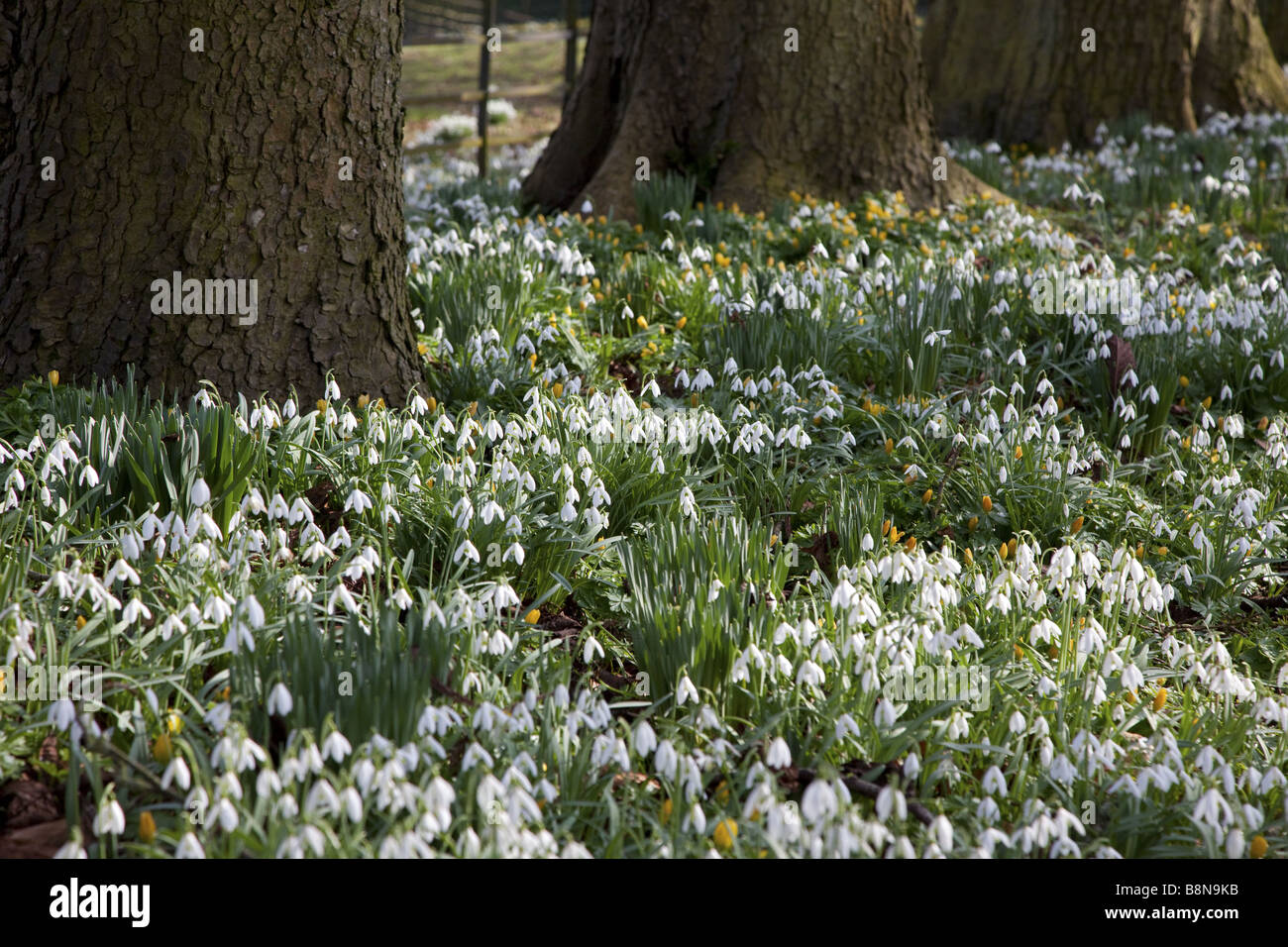 A carpet of common snowdrops amongst a row of trees on a spring morning ...