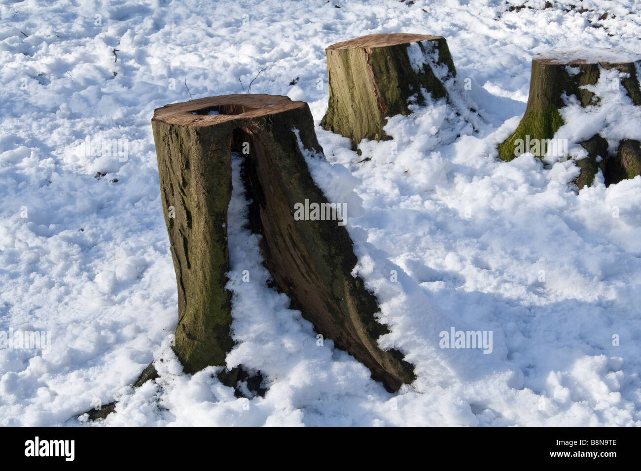 Tree stumps covered in snow Stock Photo - Alamy