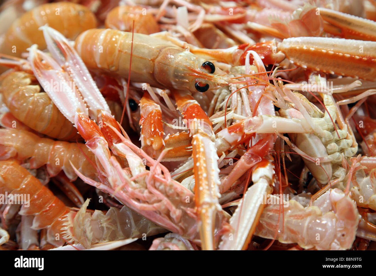 Langoustines hi-res stock photography and images - Alamy