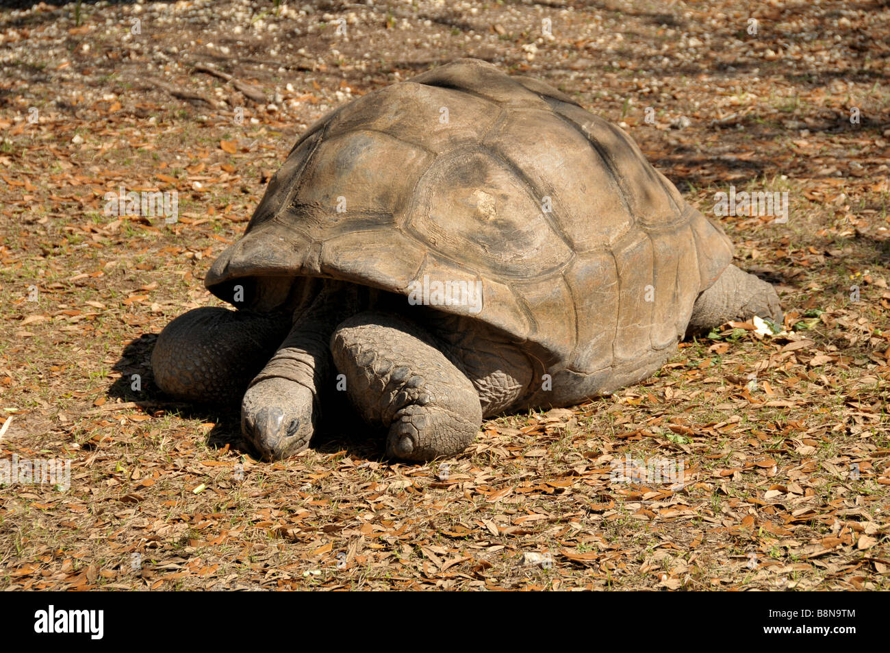 Aldabra tortoise in motion Stock Photo - Alamy
