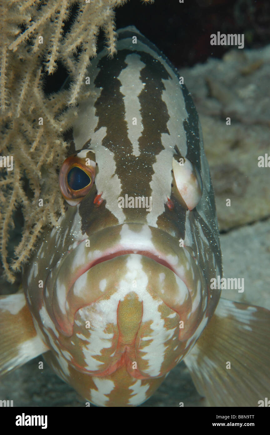 Full face of a nassau grouper Stock Photo - Alamy