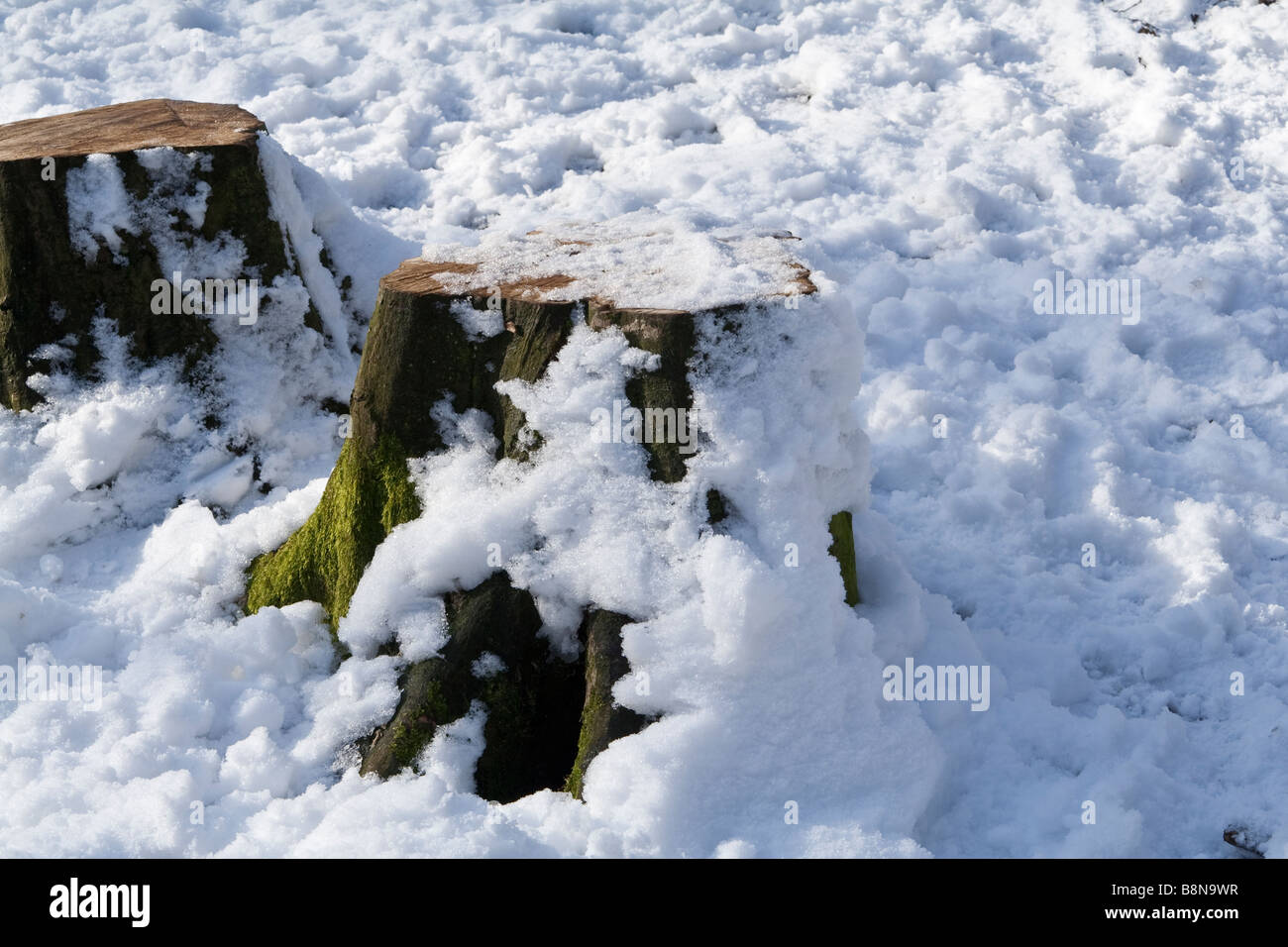 Tree stumps covered in snow Stock Photo - Alamy