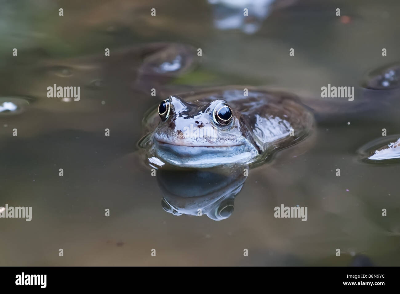 Smiley Frog High Resolution Stock Photography and Images - Alamy