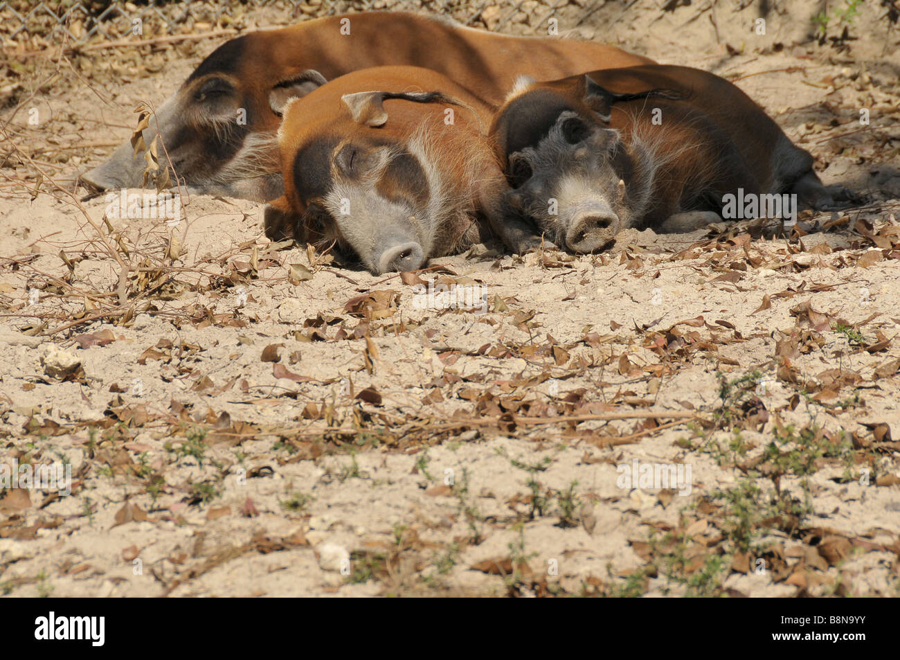Red River Hogs sleeping Stock Photo - Alamy