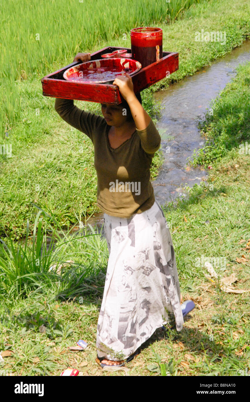 Balinese lady carrying tray contain buffalo blood on her head to the ...