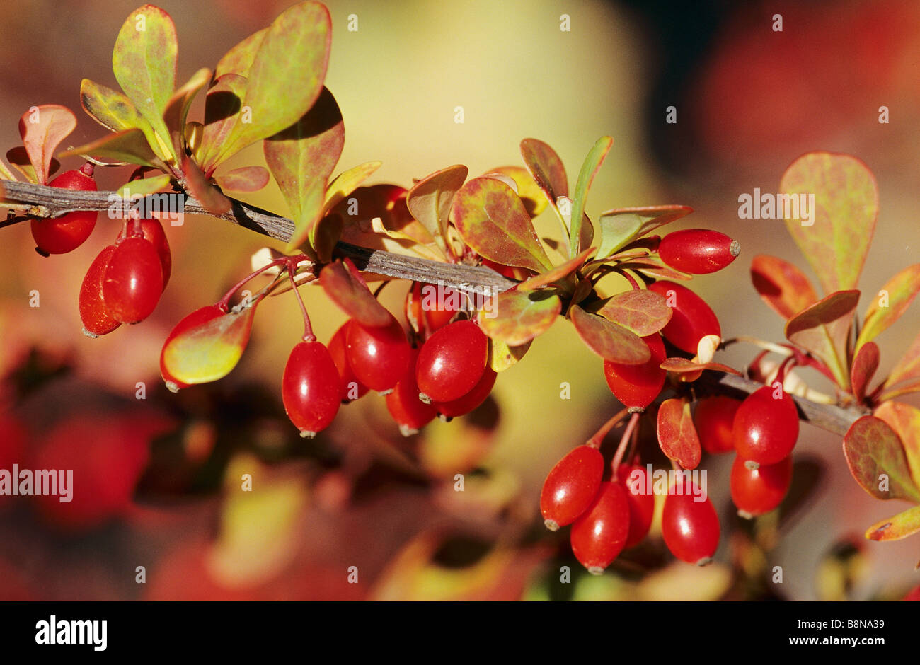 barberries at shrub / Berberis vulgaris Stock Photo - Alamy