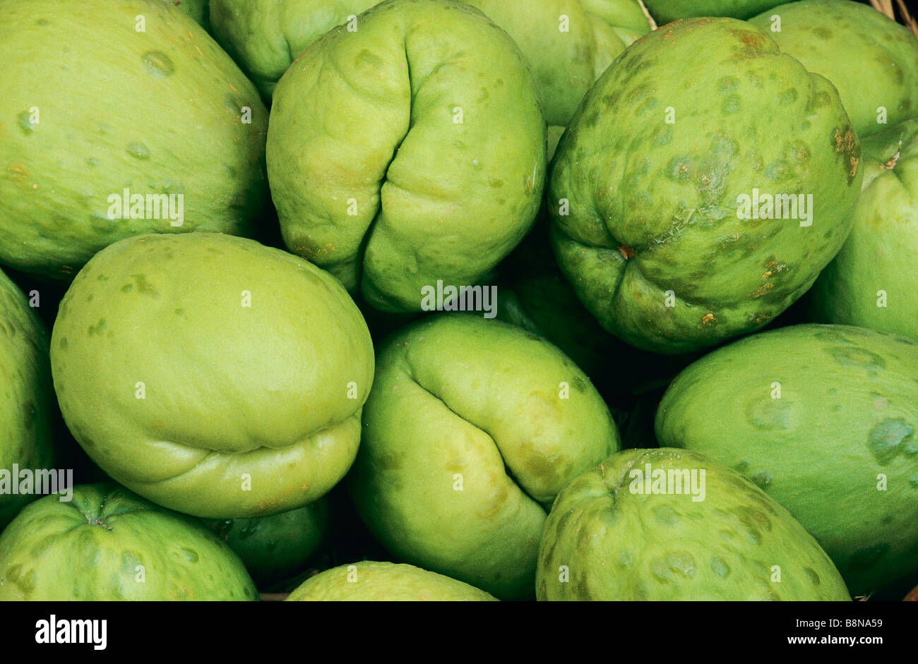 Chayote / Sechium edule Stock Photo - Alamy