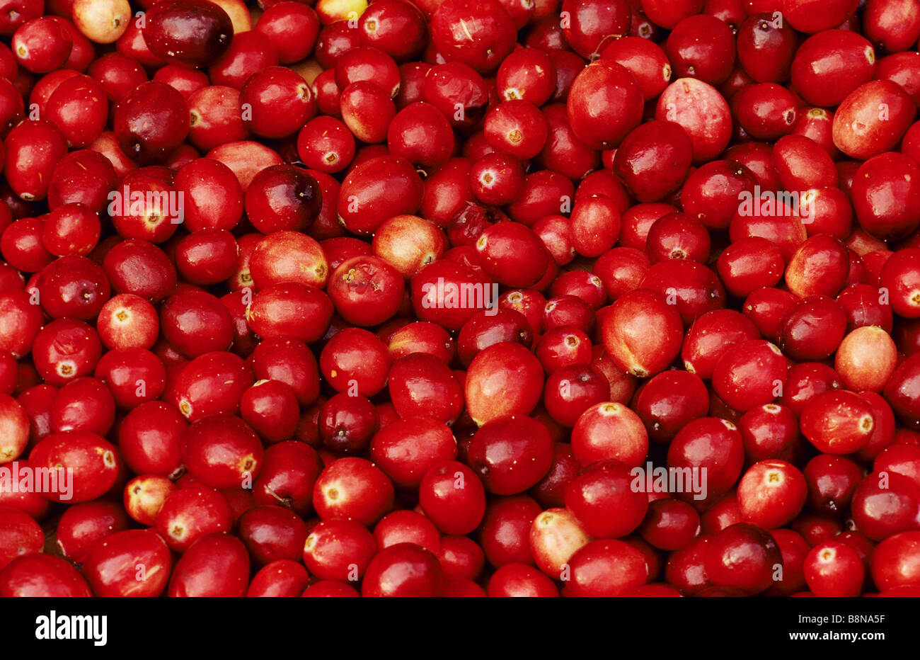Vaccinium ericaceae hi-res stock photography and images - Alamy