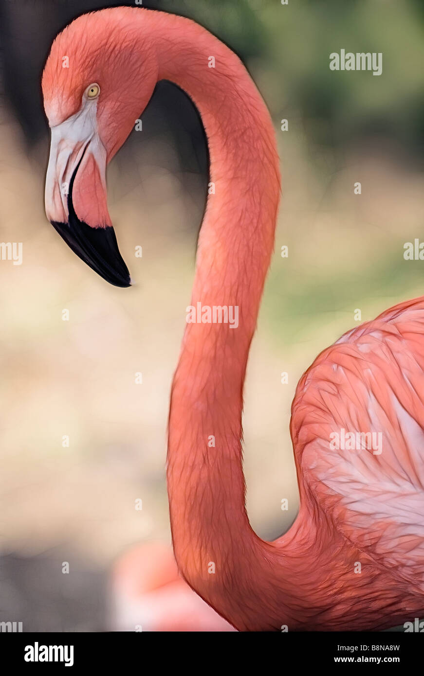 Question mark flamingo hi-res stock photography and images - Alamy