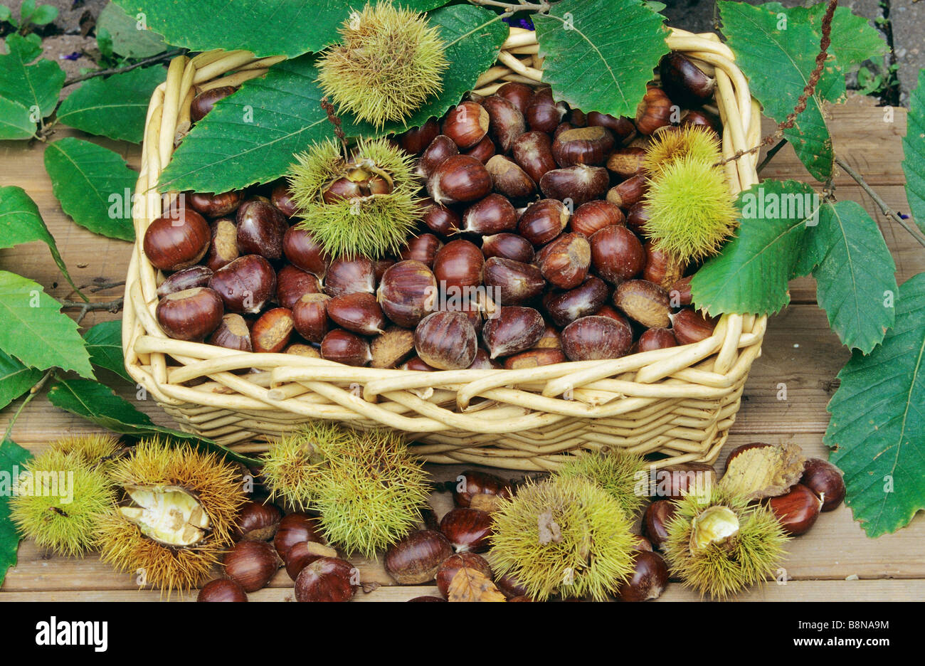 Sweet Chestnut fruits in basket / Castanea sativa Stock Photo - Alamy