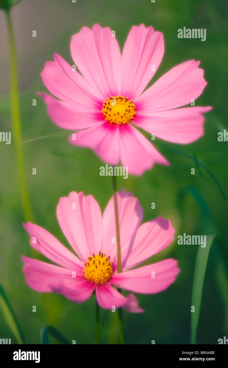 Two Bright Pink Cosmos Flowers Stock Photo - Alamy