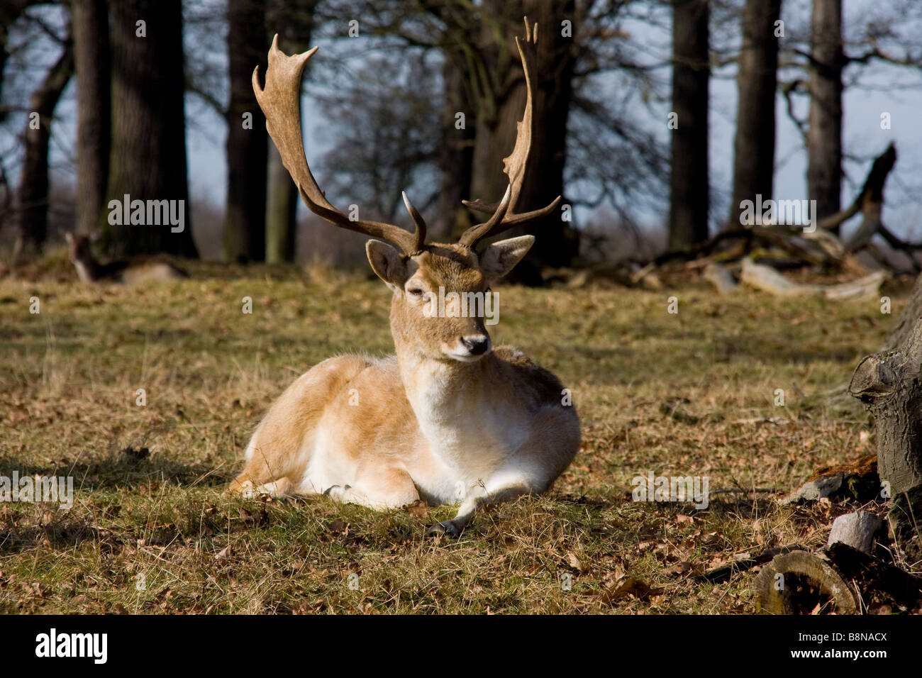 Stag having a rest Stock Photo - Alamy