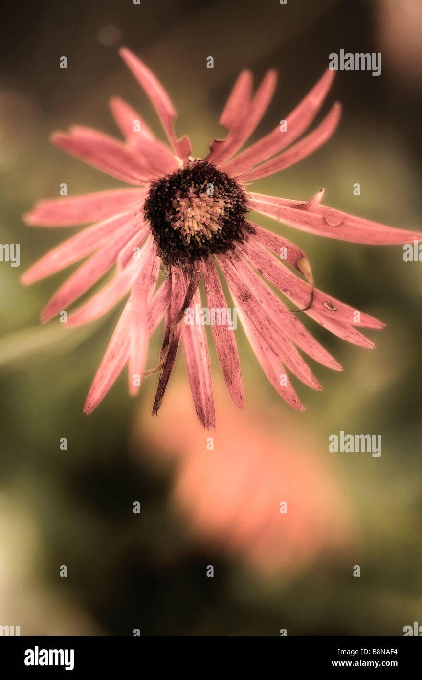 A Close-up of Coral Red Gerbera Daisy Flower Stock Photo - Alamy
