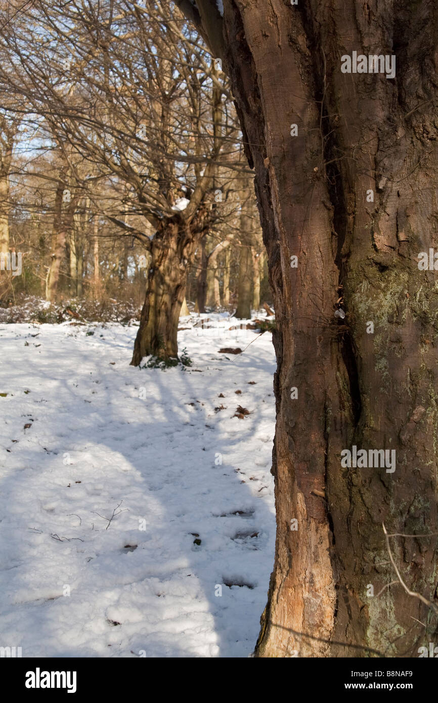 A winter woodland covered in snow Stock Photo - Alamy