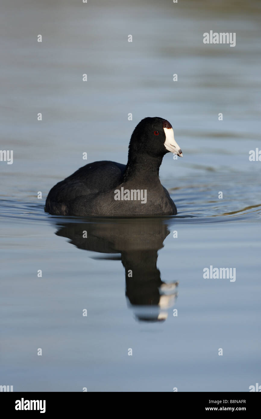 American coot hi-res stock photography and images - Alamy