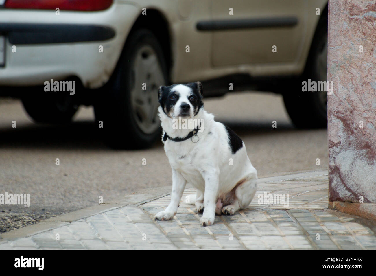 Streetwise dog hi-res stock photography and images - Alamy