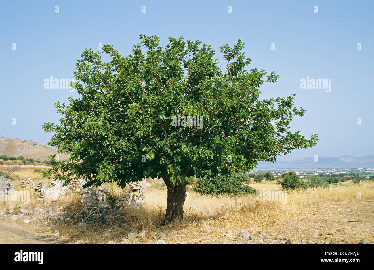 Mulberry tree / Morus Stock Photo - Alamy