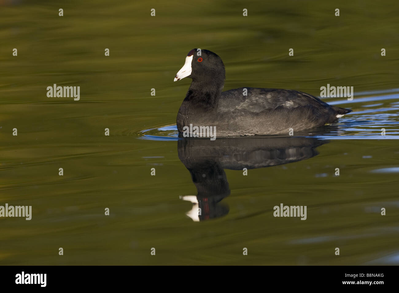 American coot hi-res stock photography and images - Alamy