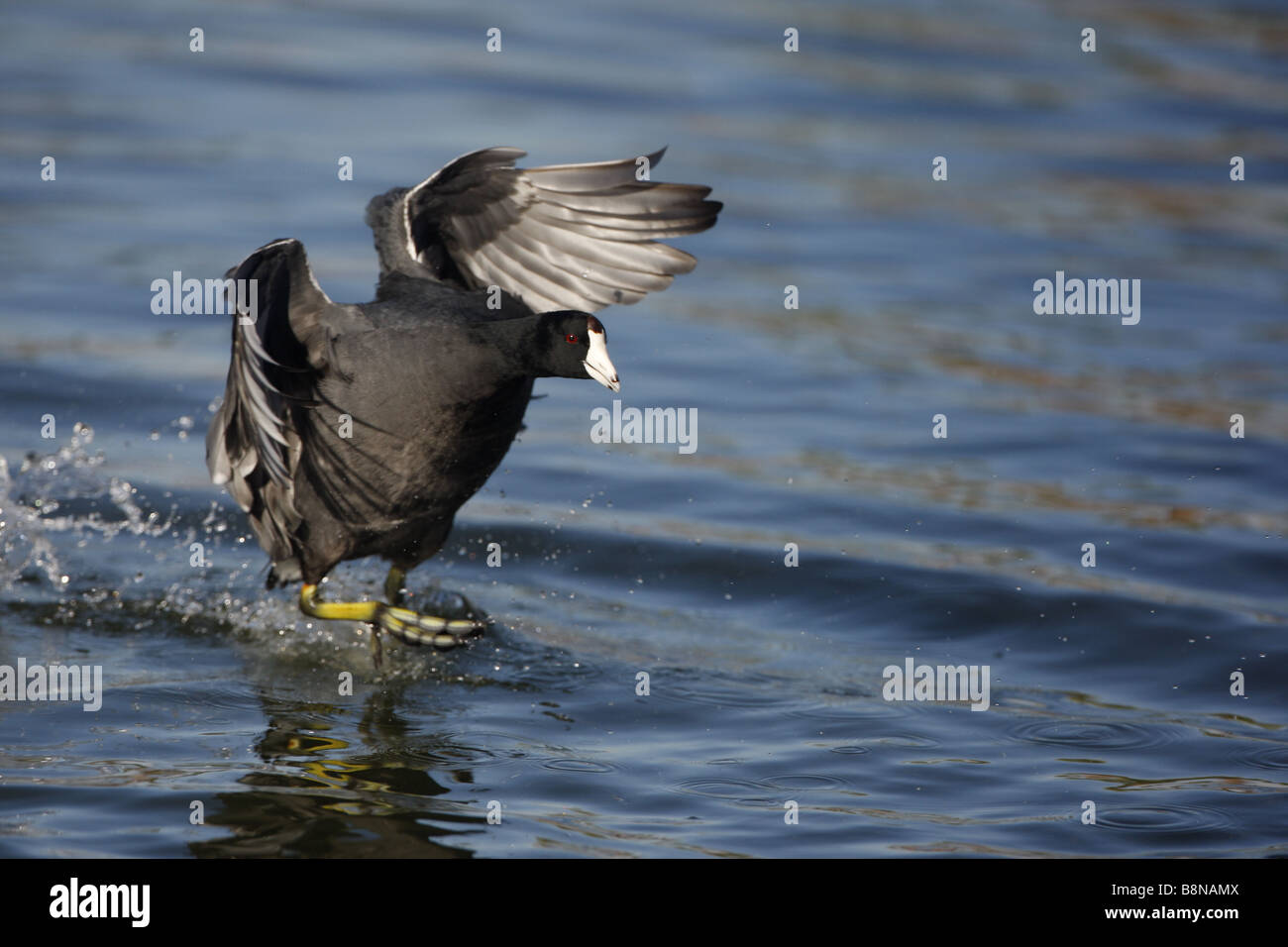 American coot Fulica americana flight Arizona USA winter Stock Photo ...