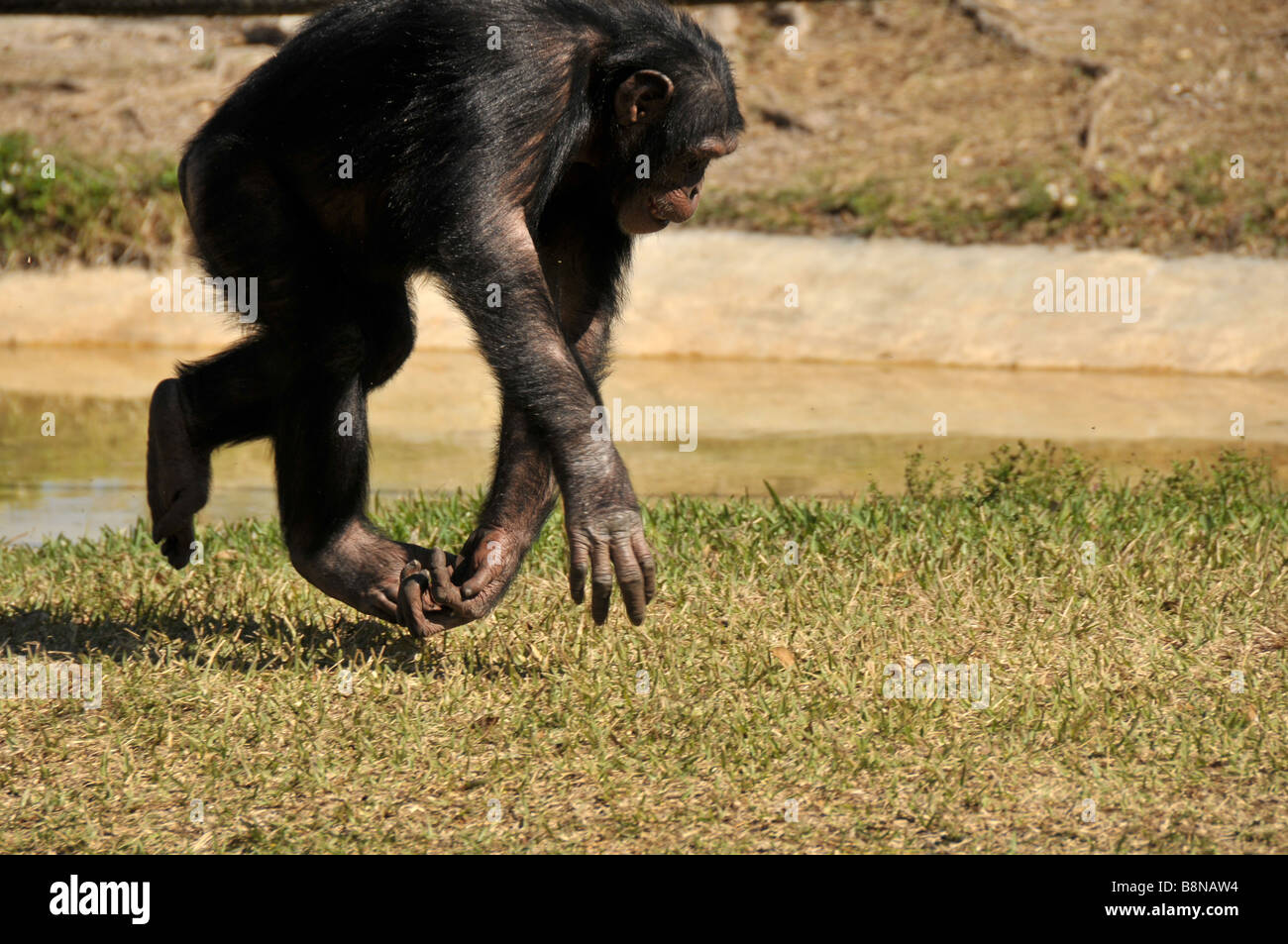 Running chimpanzee hi-res stock photography and images - Alamy