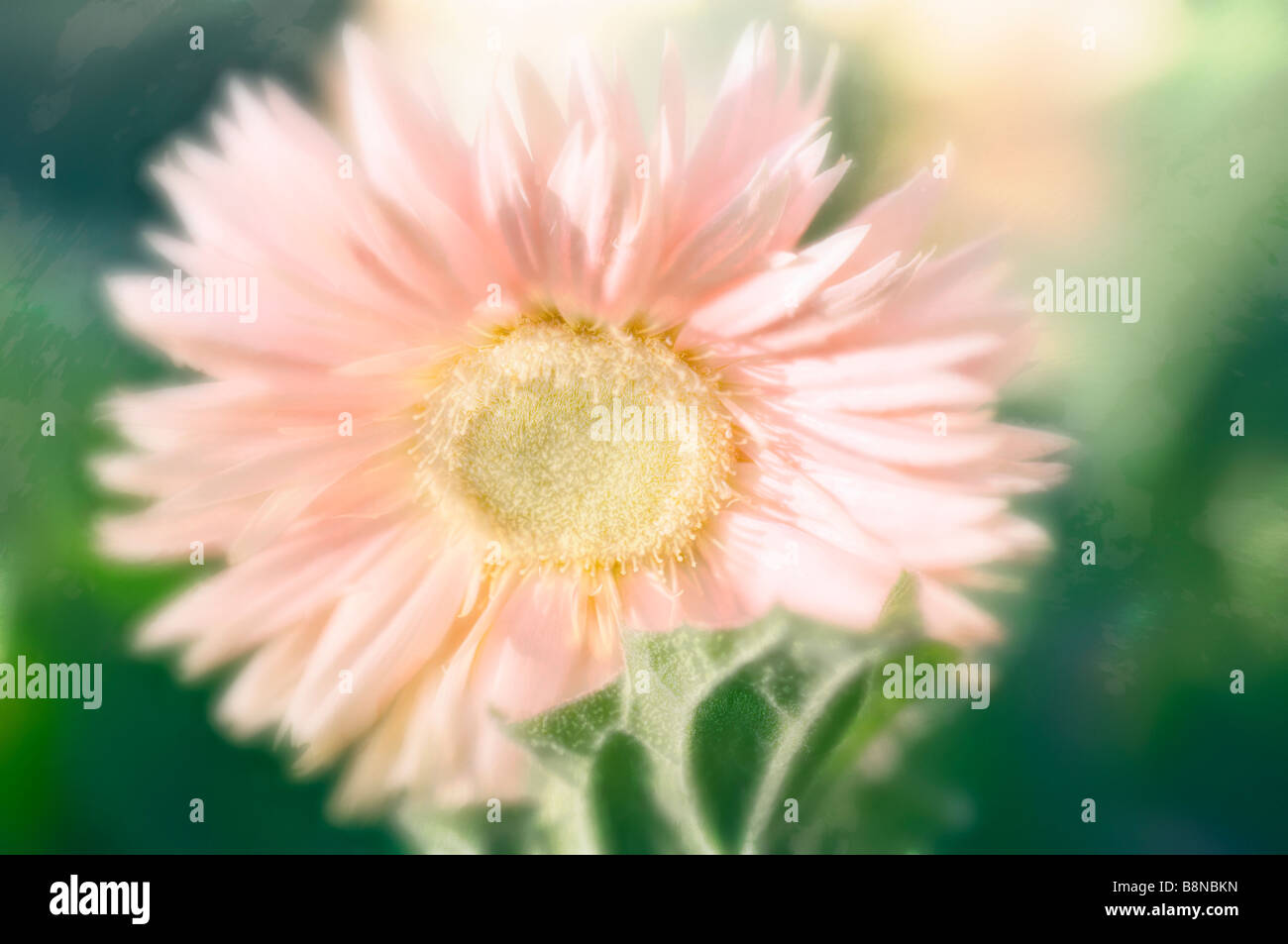 Light Pink Gerbera Flower. Painterly Image Stock Photo - Alamy