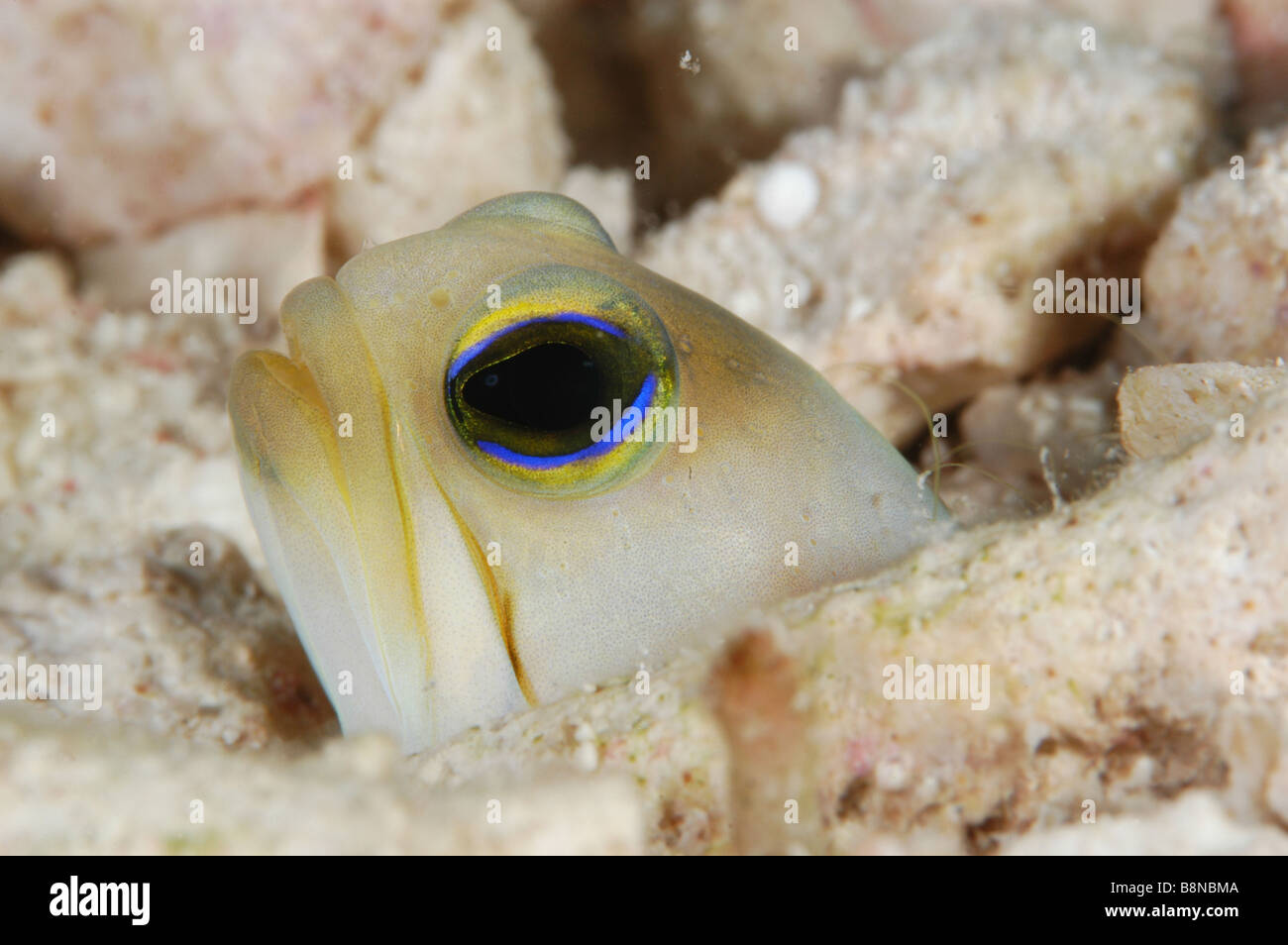 Yellowheaded jawfish hi-res stock photography and images - Alamy