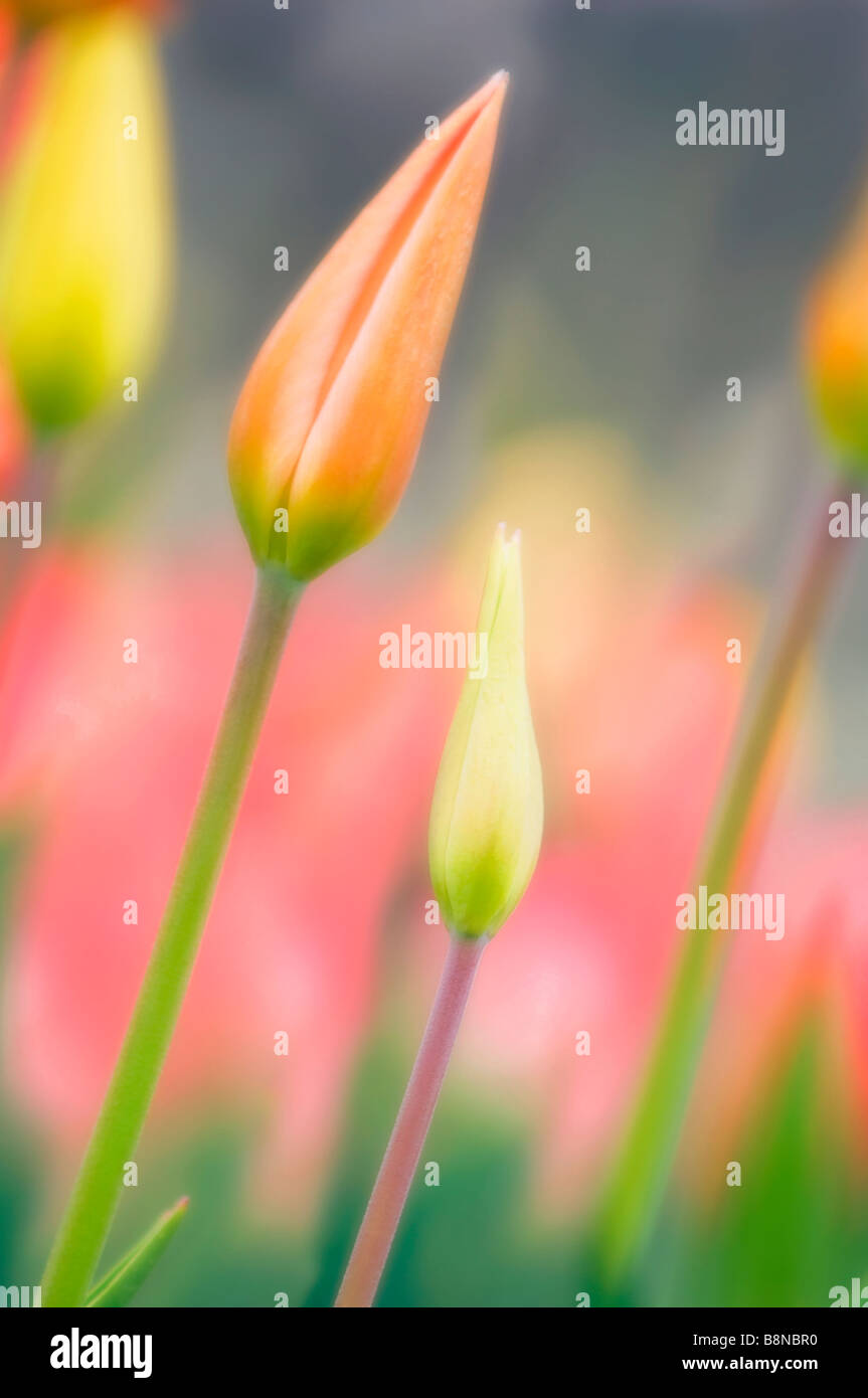 Duo of tulips hi-res stock photography and images - Alamy