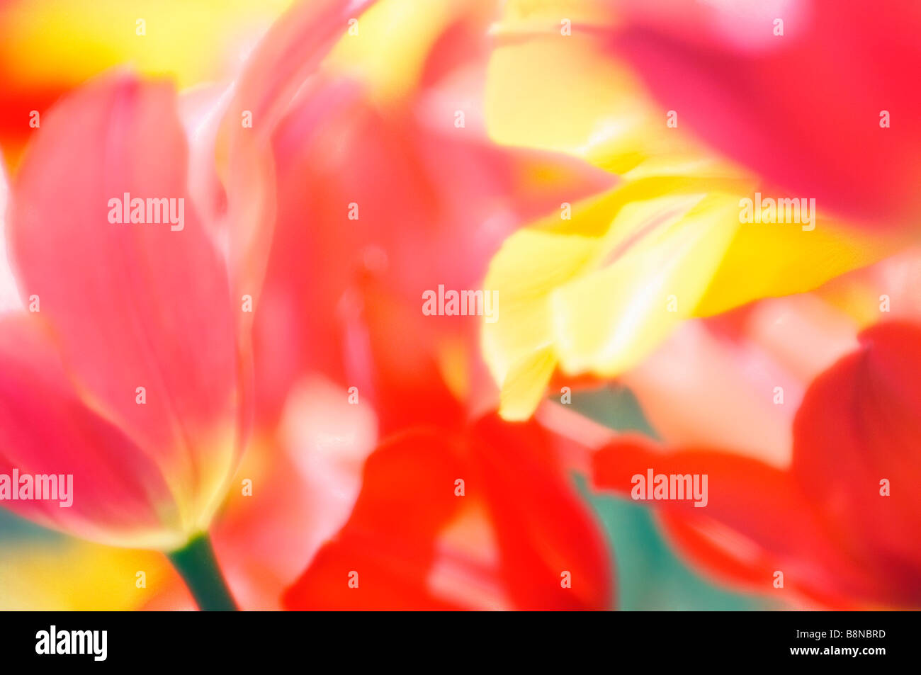 Diffused floral background hi-res stock photography and images - Alamy