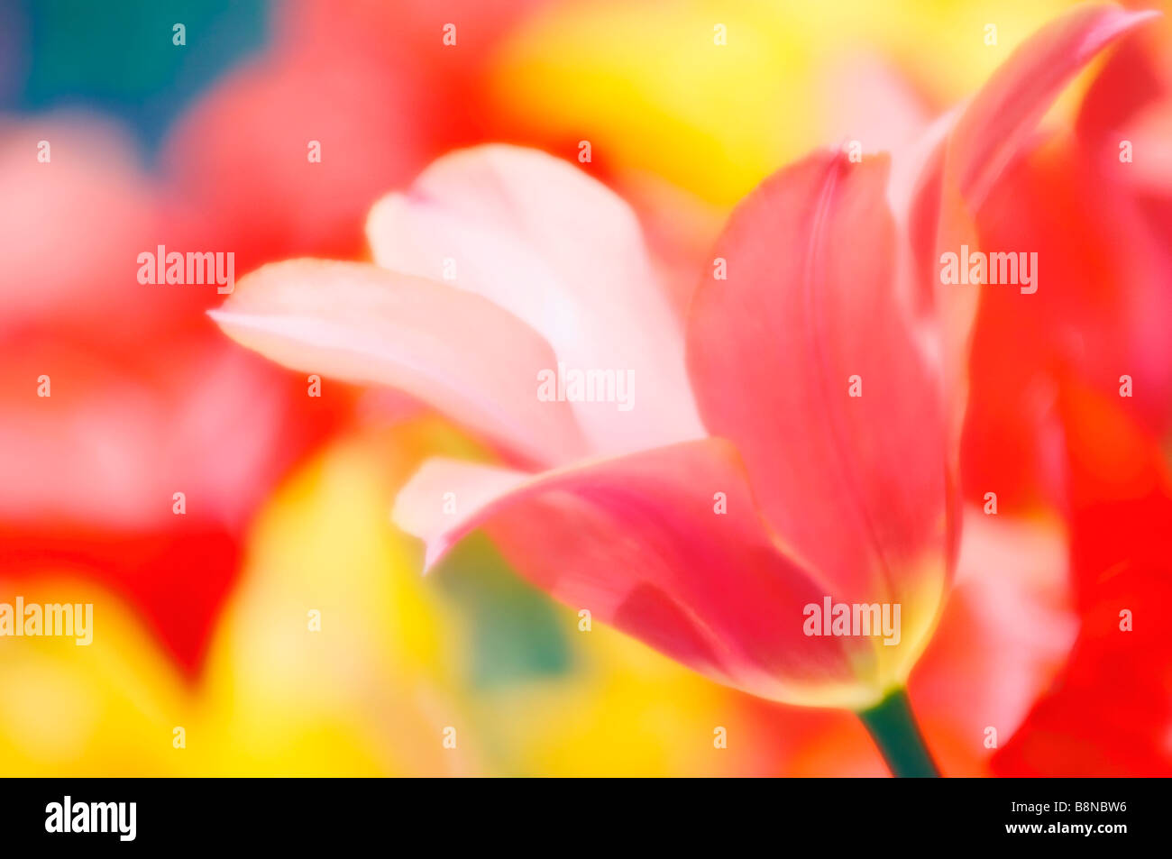 Diffused floral background hi-res stock photography and images - Alamy