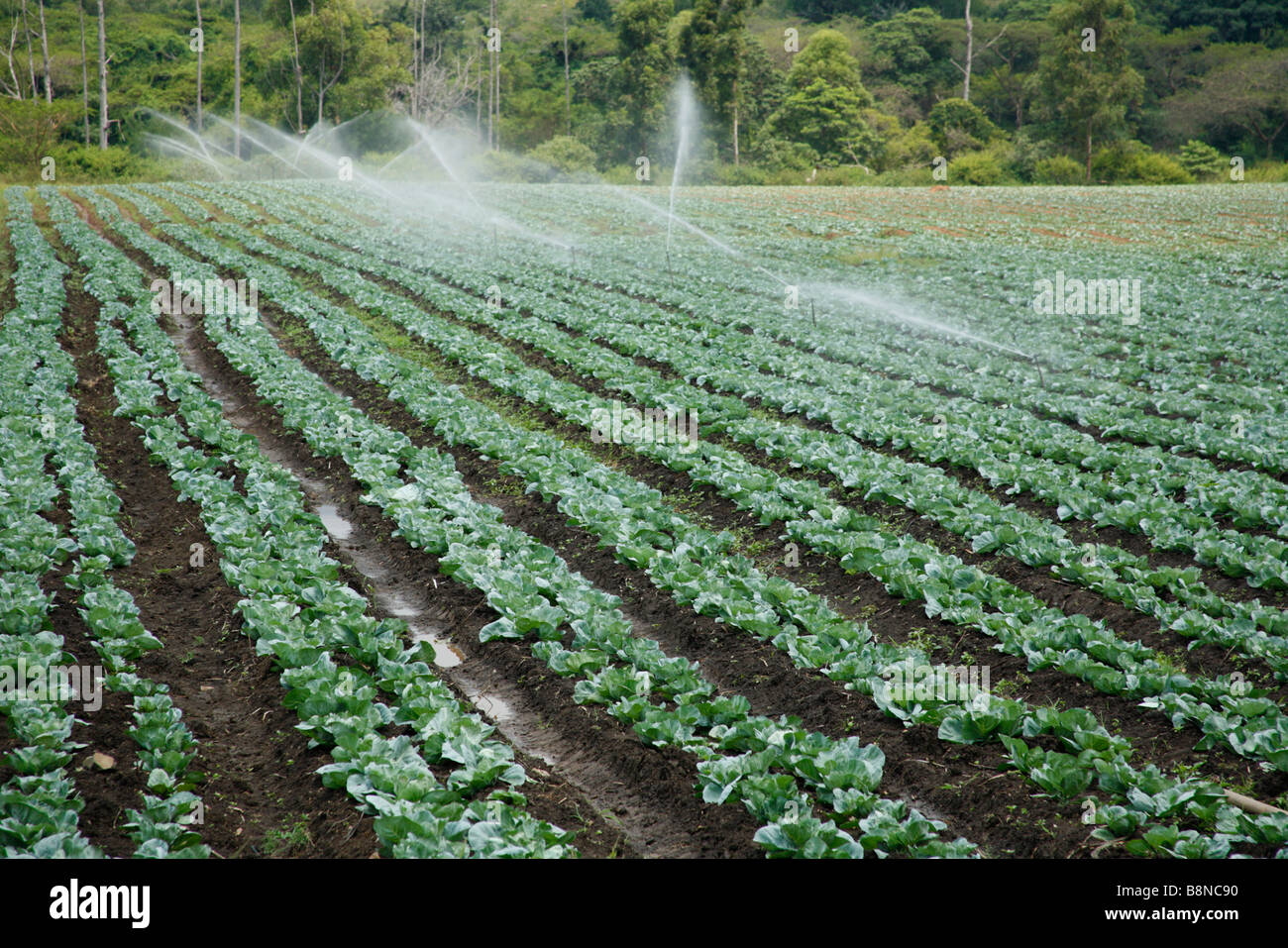 Irrigated field hi-res stock photography and images - Alamy