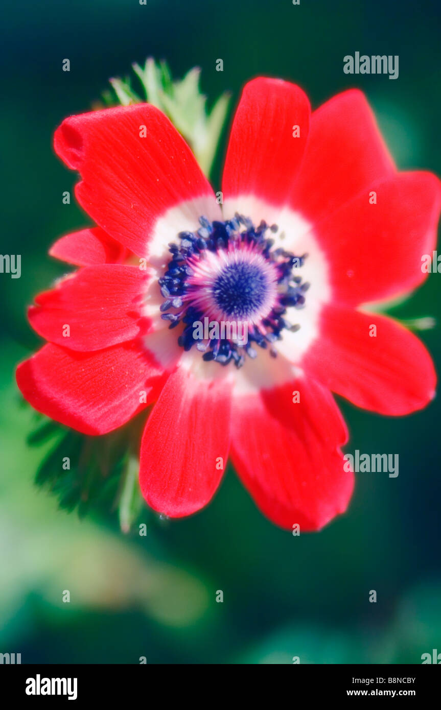 True Red Anemone coronaria Anemone Poppy Stock Photo - Alamy