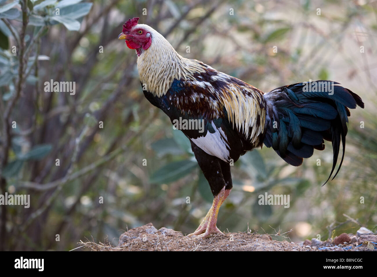 Indian rooster hi-res stock photography and images - Alamy