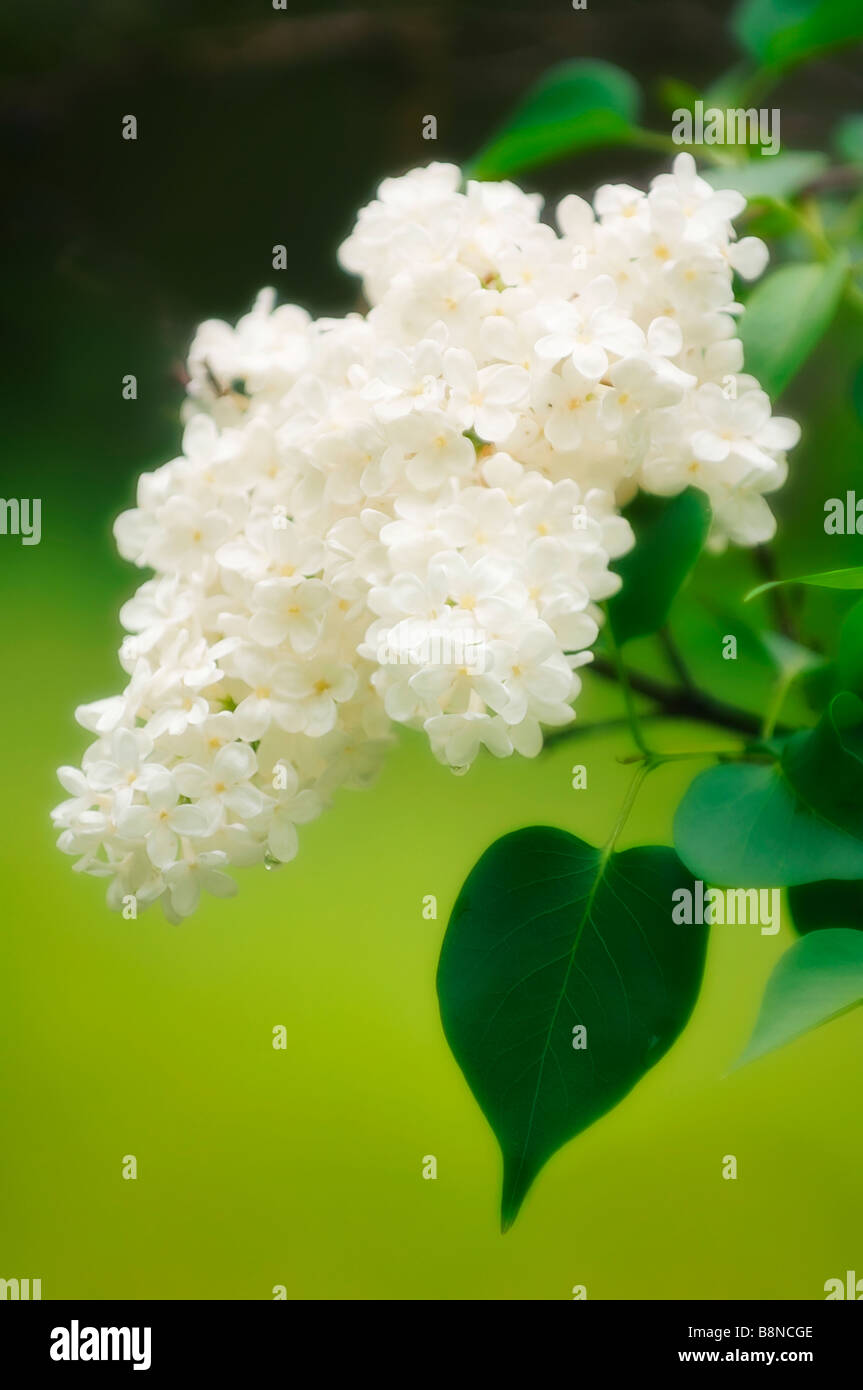 Lilac leaf hi-res stock photography and images - Alamy