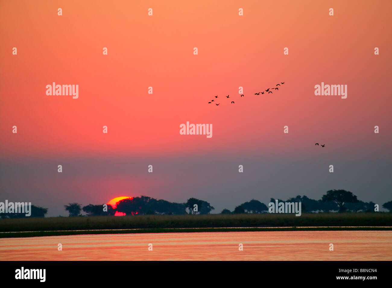 Flock of egrets on trees hi-res stock photography and images - Alamy
