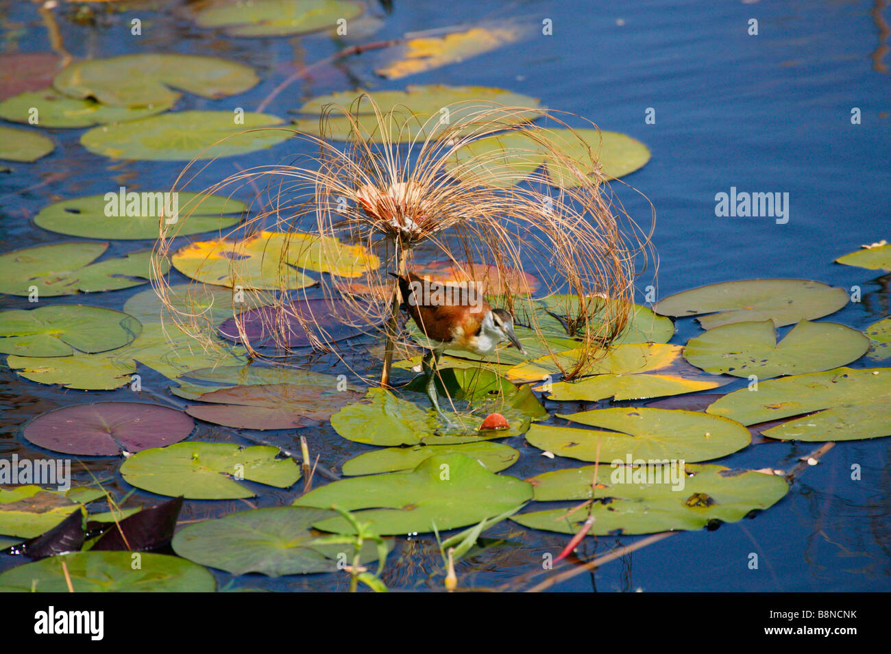 Wetland insects hi-res stock photography and images - Alamy