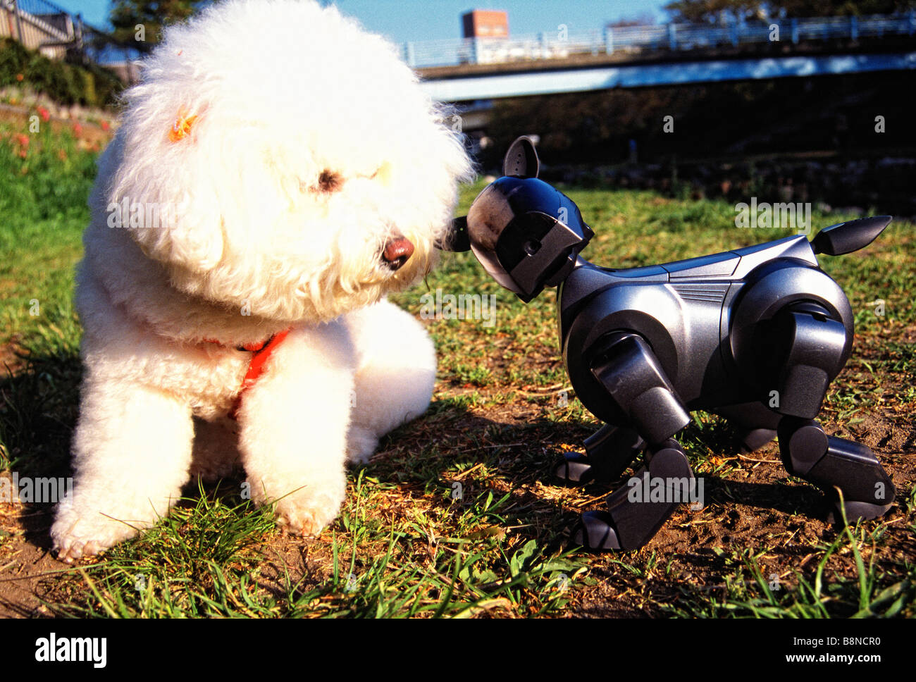 Sony aibo robot dog hi-res stock photography and images - Alamy